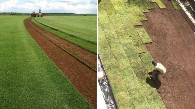 Tips for Choosing, Buying, Installing or Laying Sod Grass