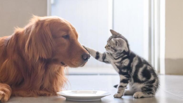 How to Keep Your House Pet-friendly: Useful Tips