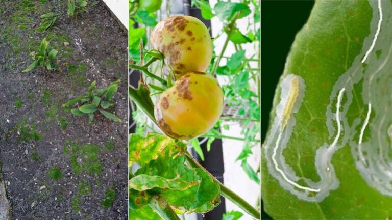 Main Causes of Lawn Moss, Fungus & Grubs - How do You Get Rid of It?